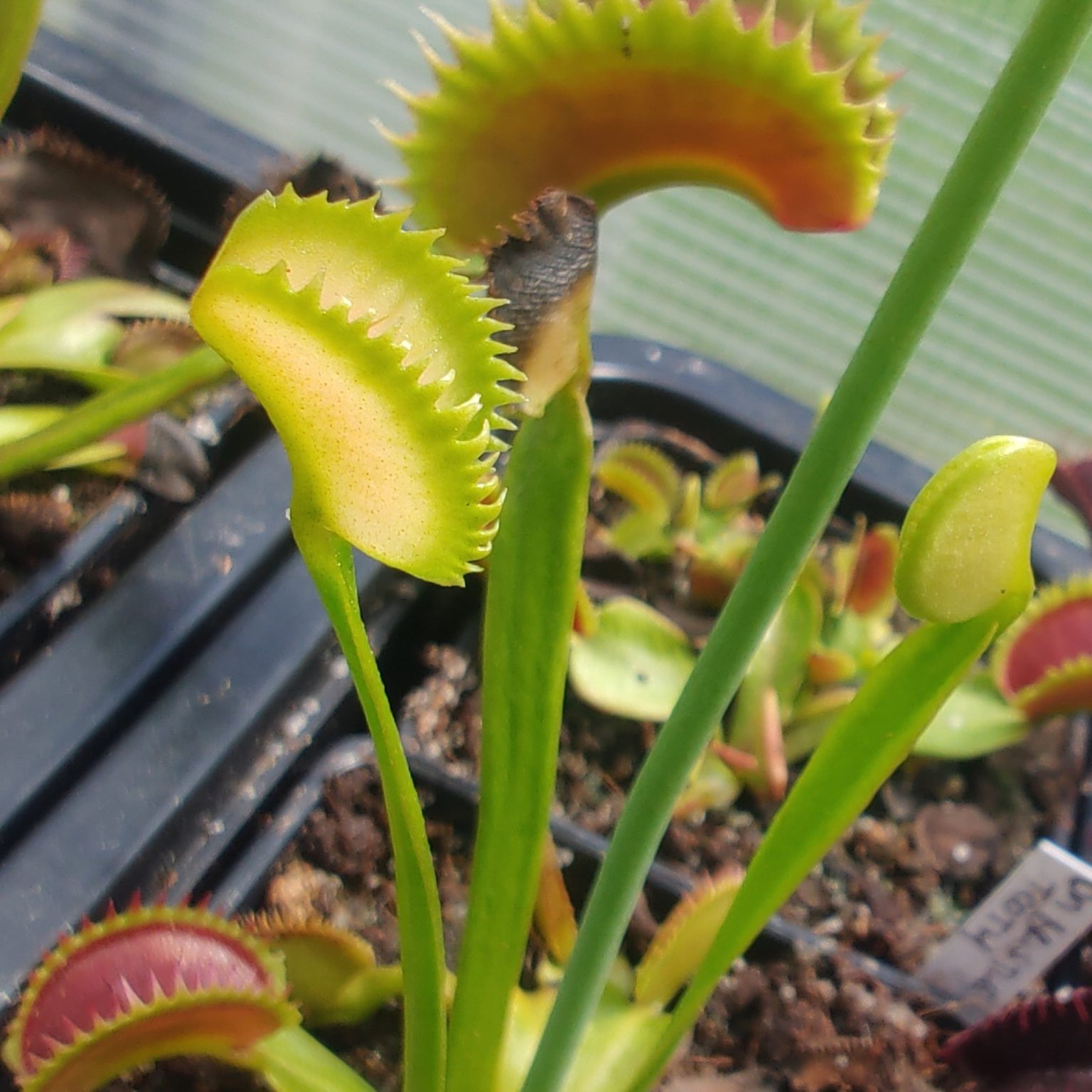 My collection of Dionaea muscipula - Green Hunters
