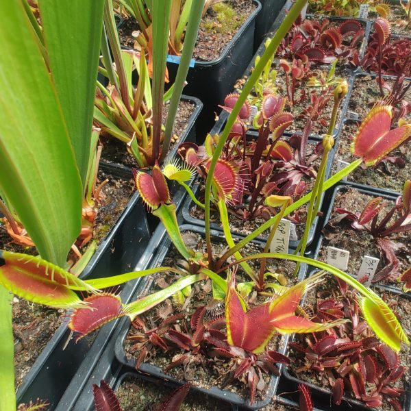 My collection of Dionaea muscipula - Green Hunters