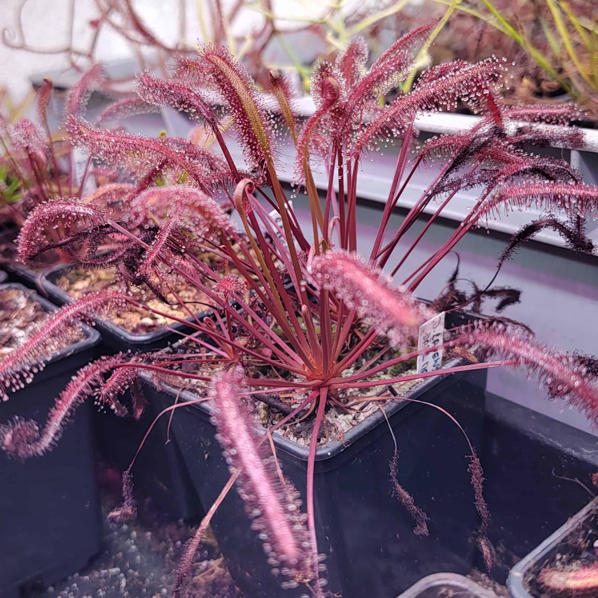 My collection of Drosera - Green Hunters