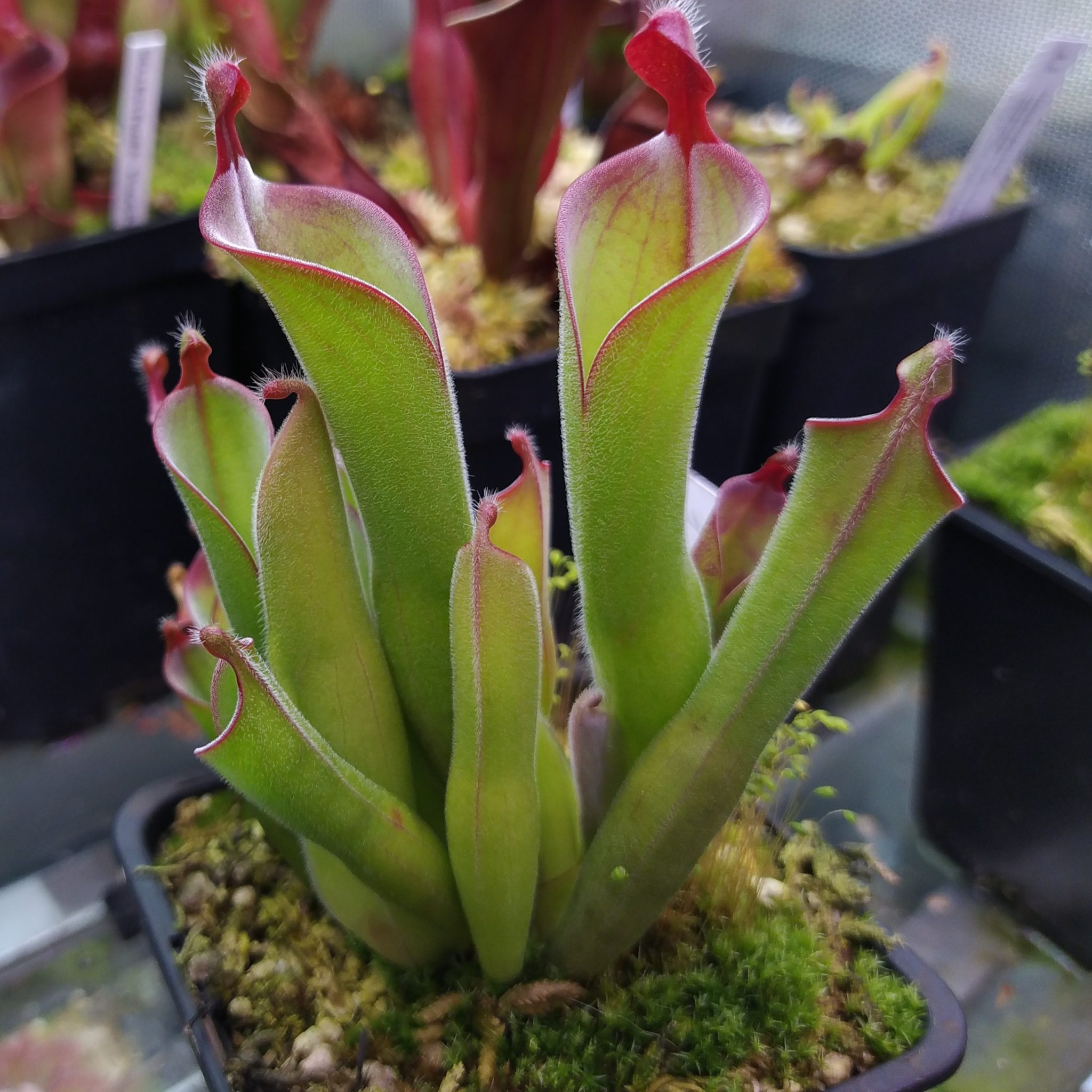 My collection of Heliamphora - Green Hunters