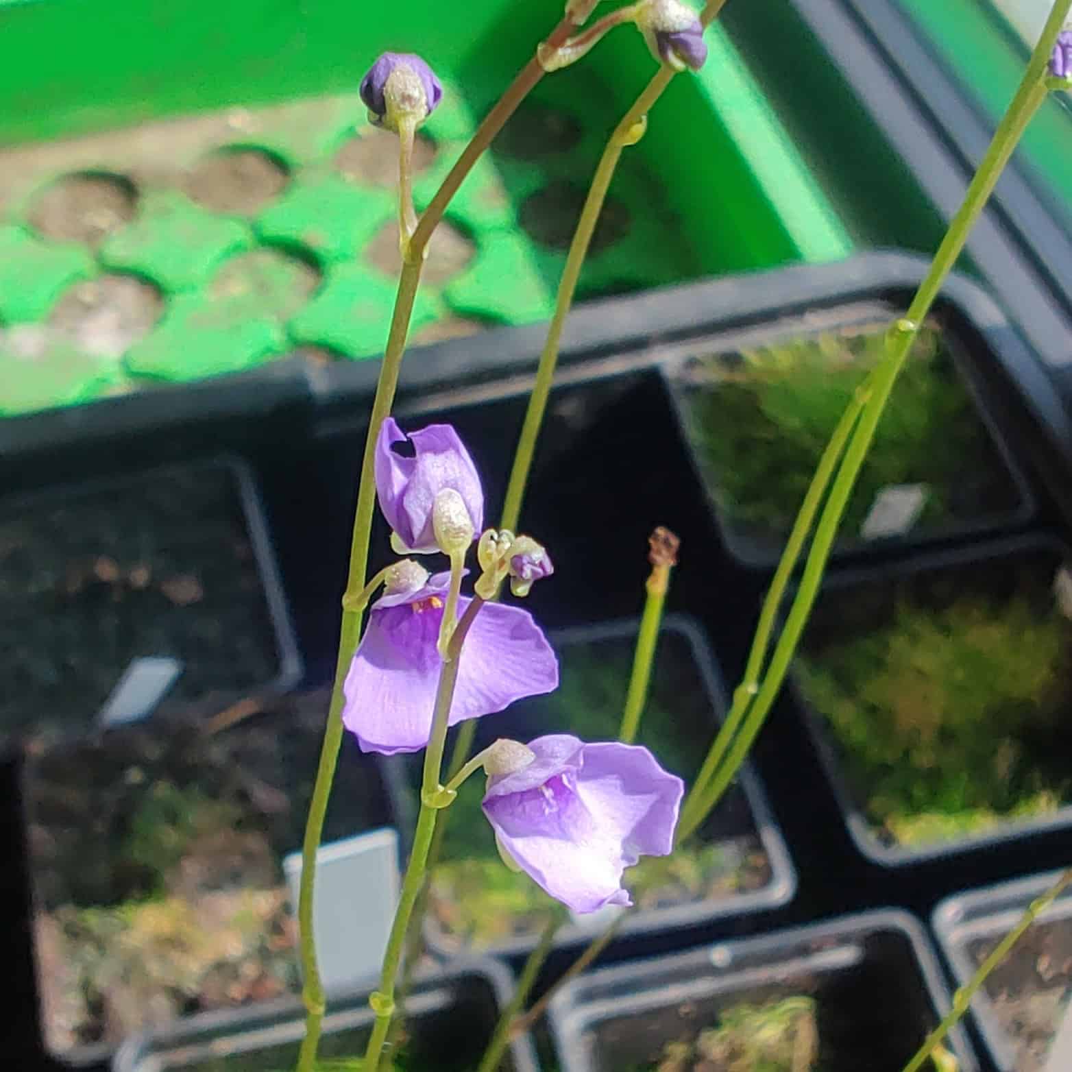 My collection of Utricularia - Green Hunters