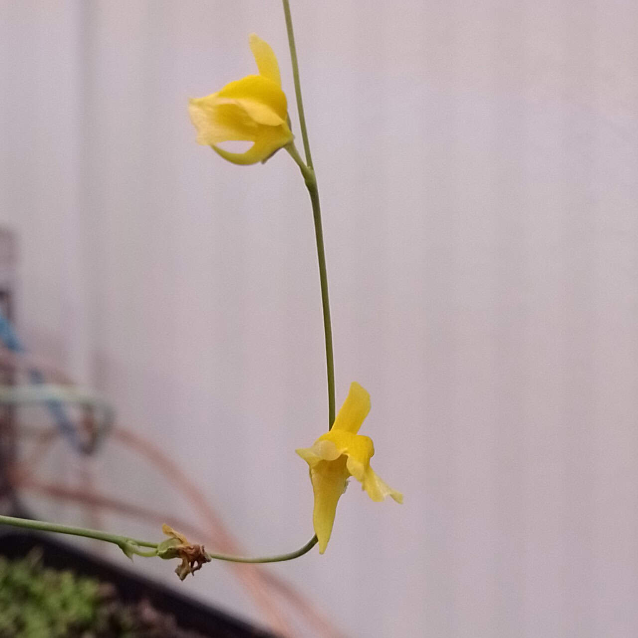 My collection of Utricularia - Green Hunters