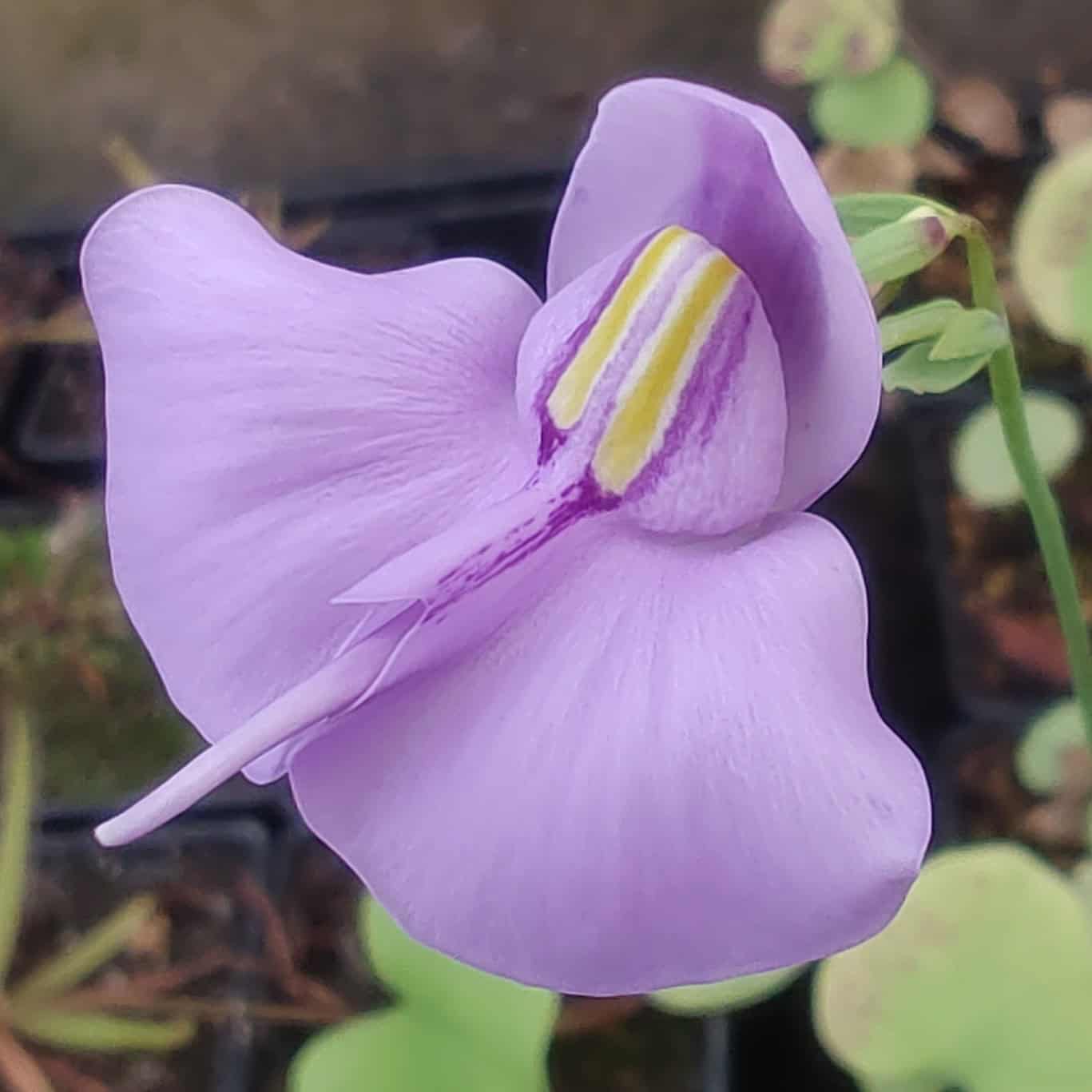 My collection of Utricularia - Green Hunters